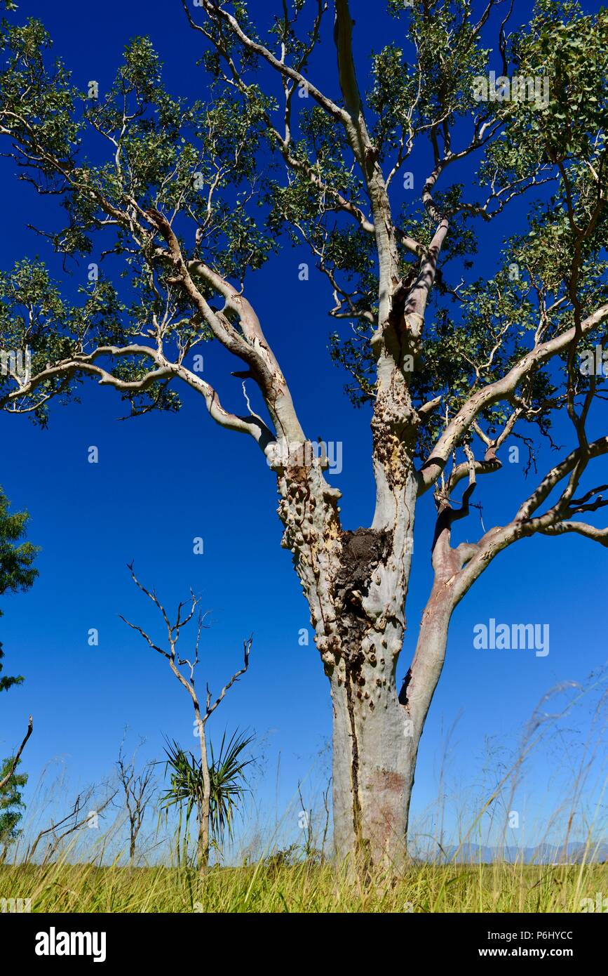 Eucalyptus Tree Queensland Australia High Resolution Stock Photography ...