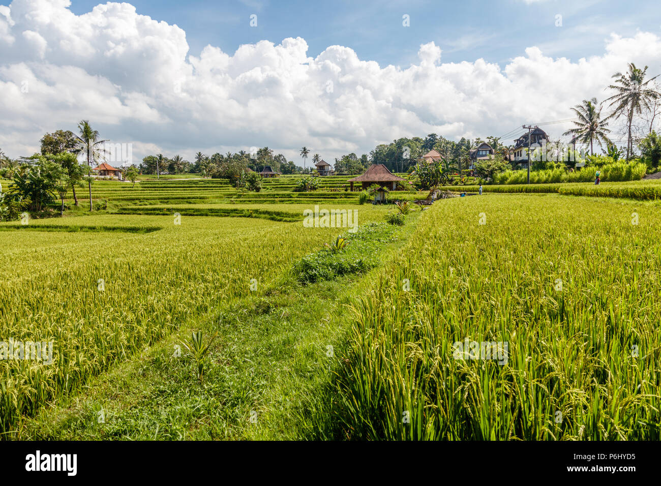 Rice field, mountains, trees and houses, rural landscape, Ubud, Bali ...