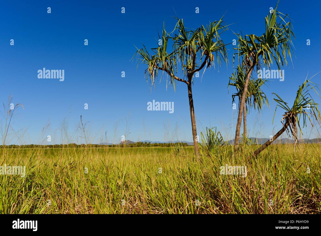 Australian scene greens golds grassland hi-res stock photography and ...