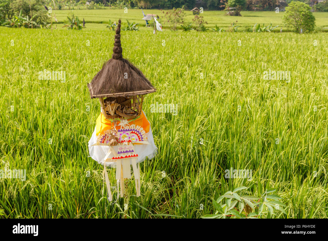 Rice field with reed thatched altar for offerings to Dewi Sri, Balinese ...