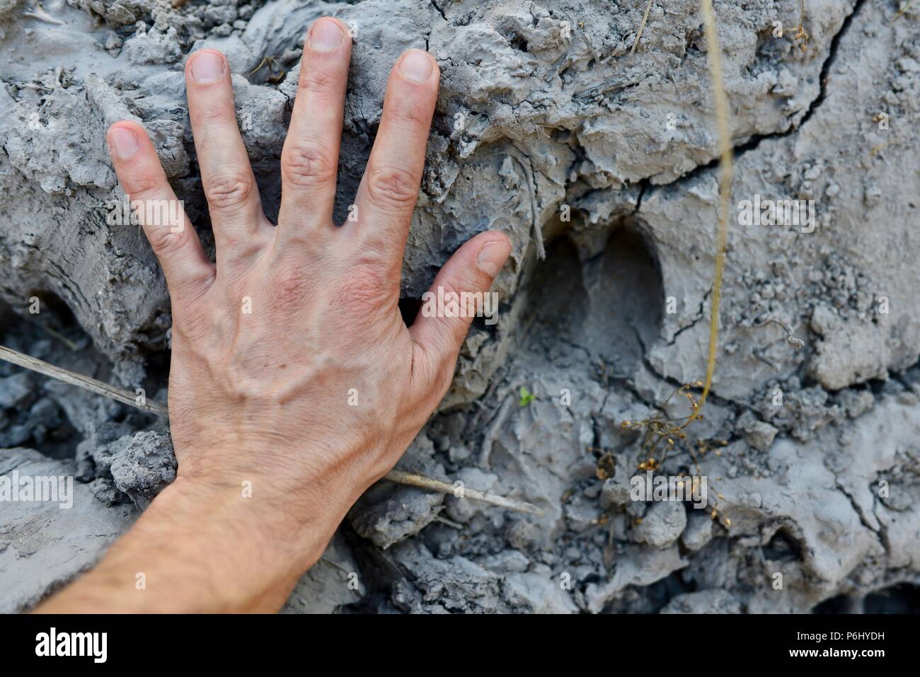 Wild pig tracks in the dried mud with human hands fo size comparison ...