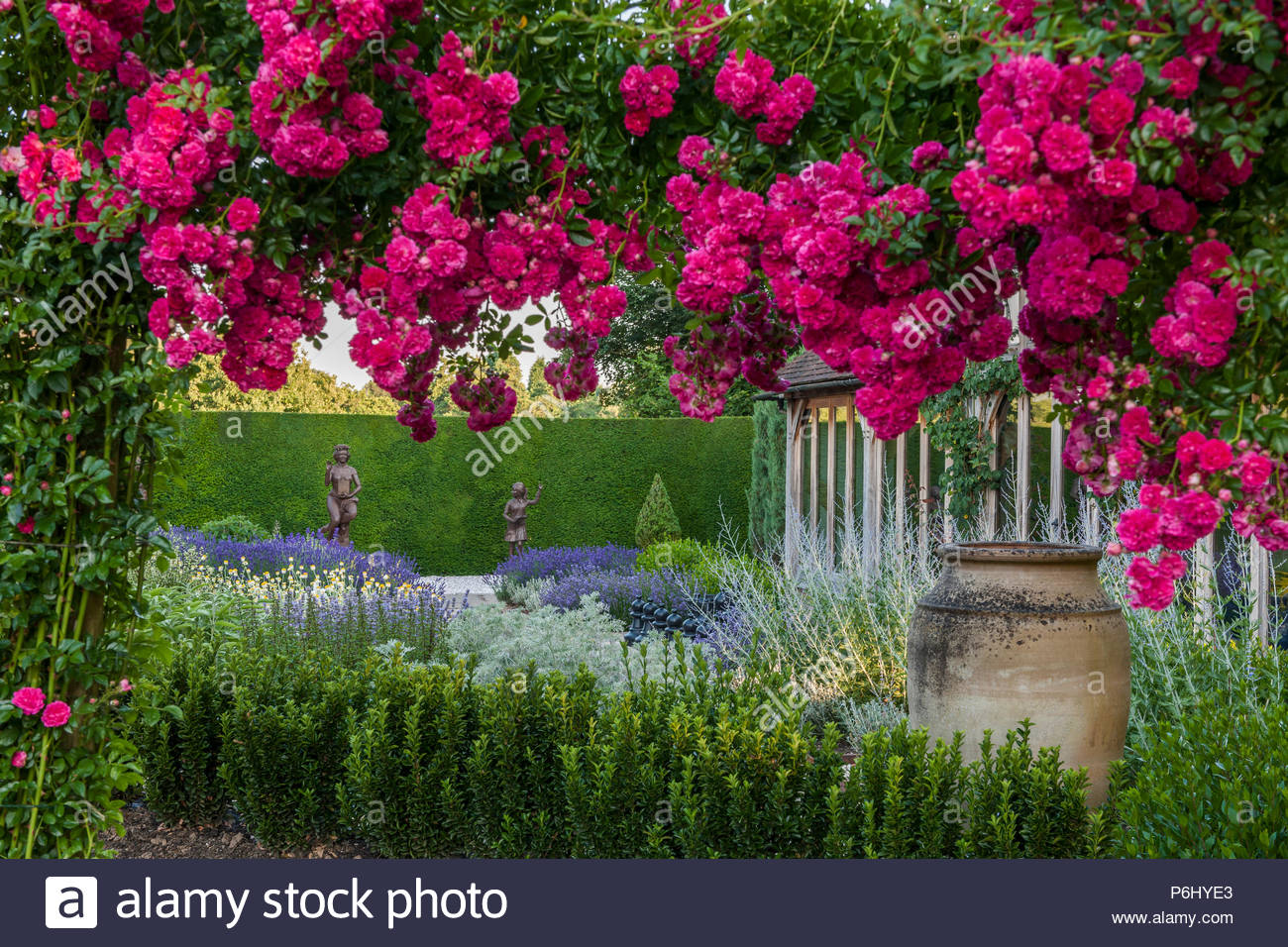 Excelsa Rose Stock Photos & Excelsa Rose Stock Images - Alamy