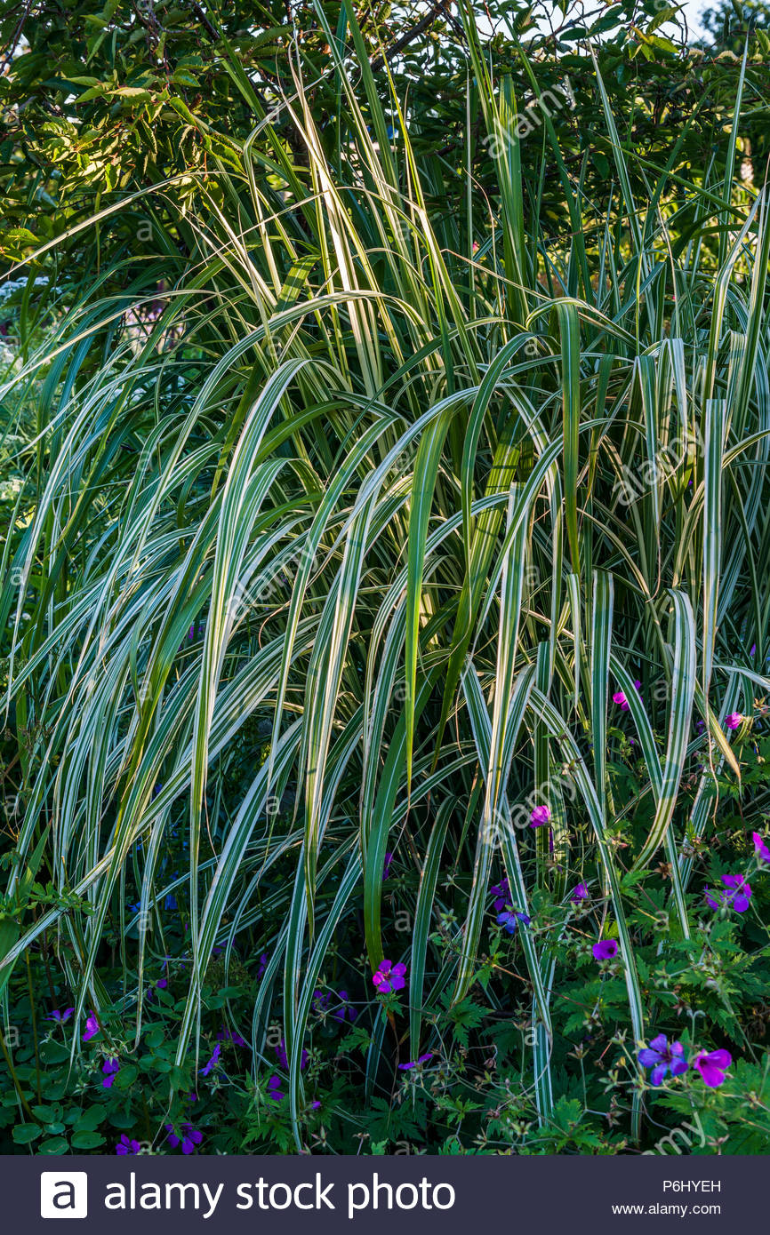 Variegated Grass Stock Photos & Variegated Grass Stock Images - Alamy