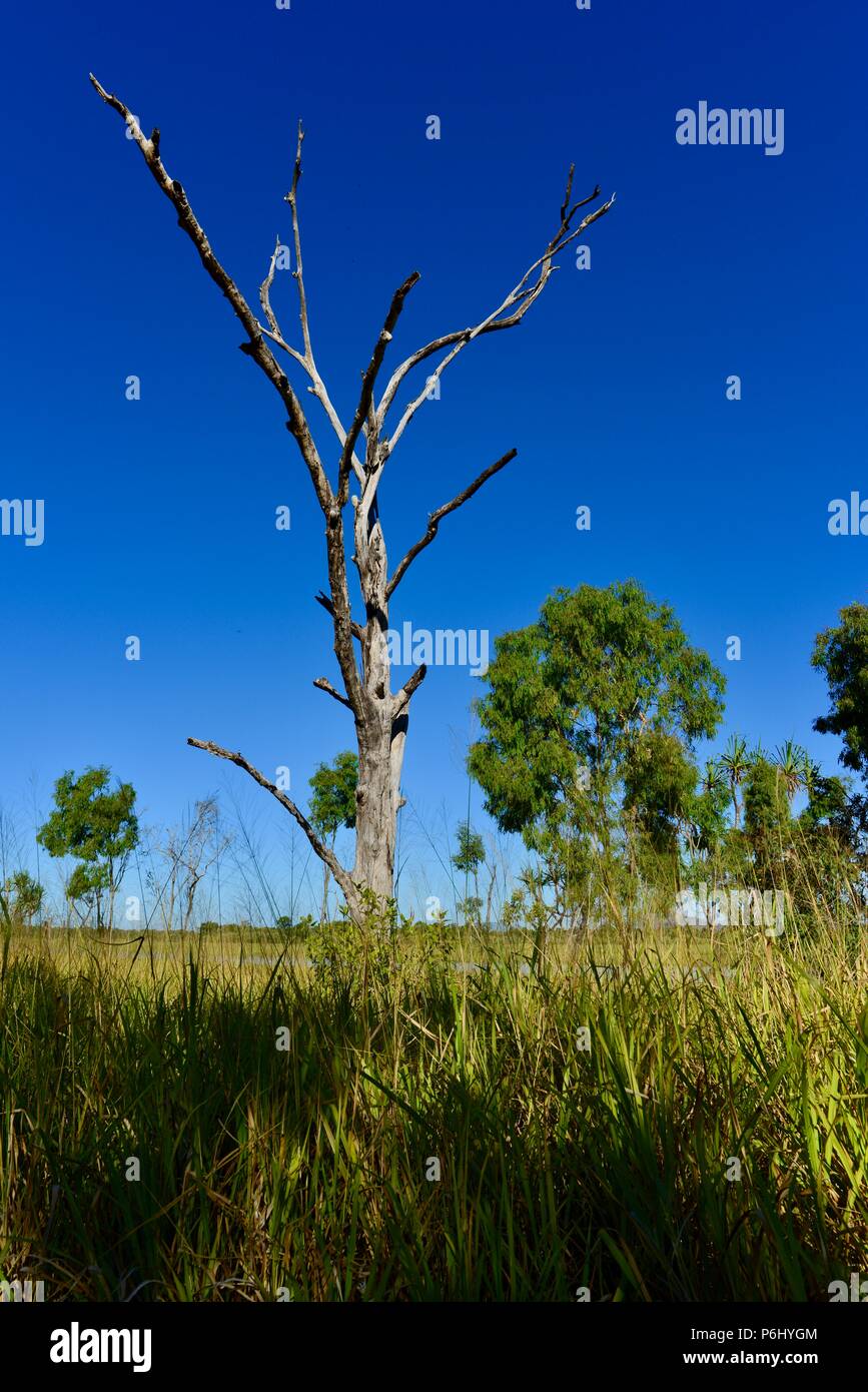 Dead tree in an Australian landscape scene, Many peaks hike to Mount ...