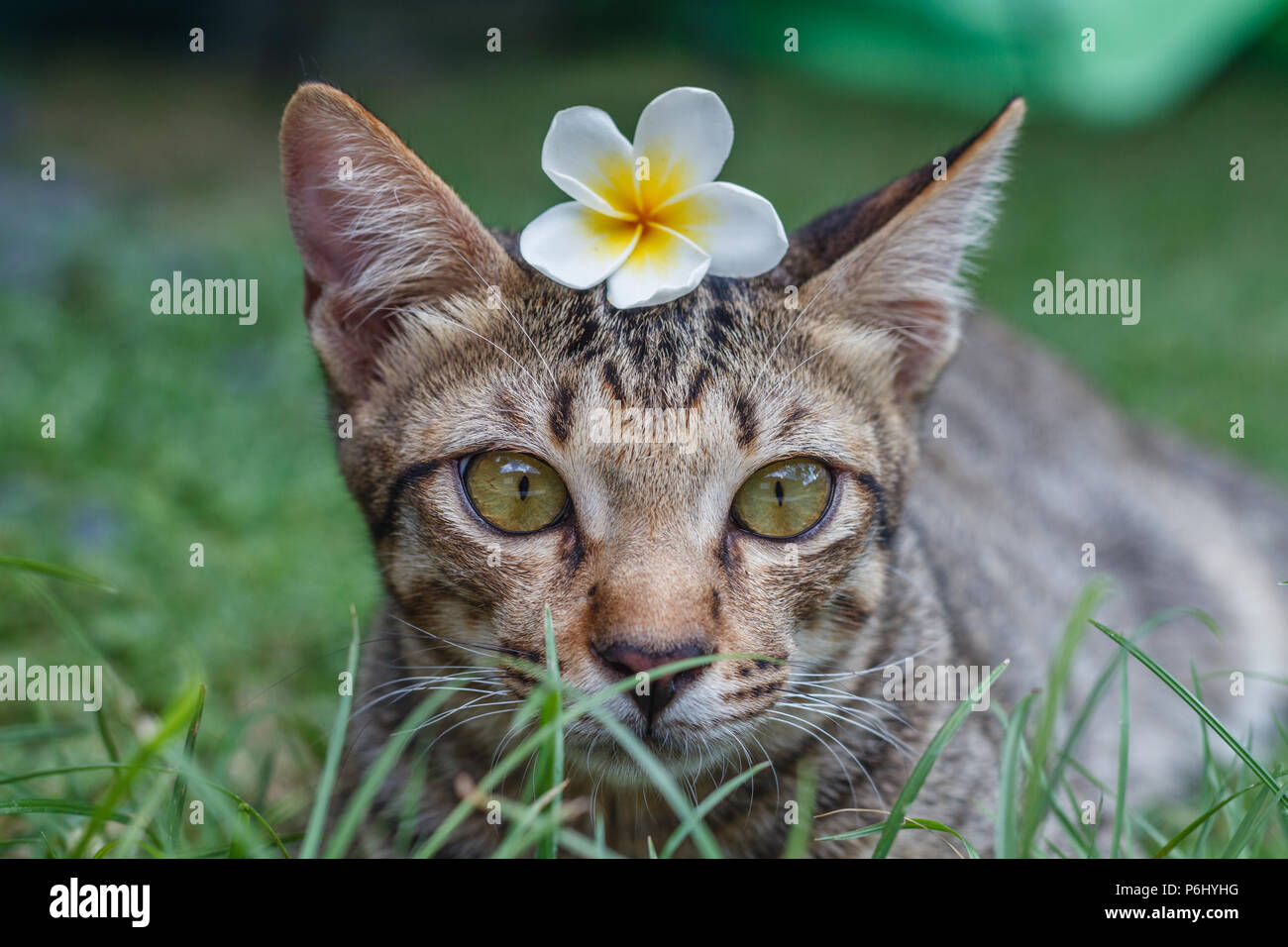 Cute tabby cat with Plumeria flower on his head sitting in the grass ...
