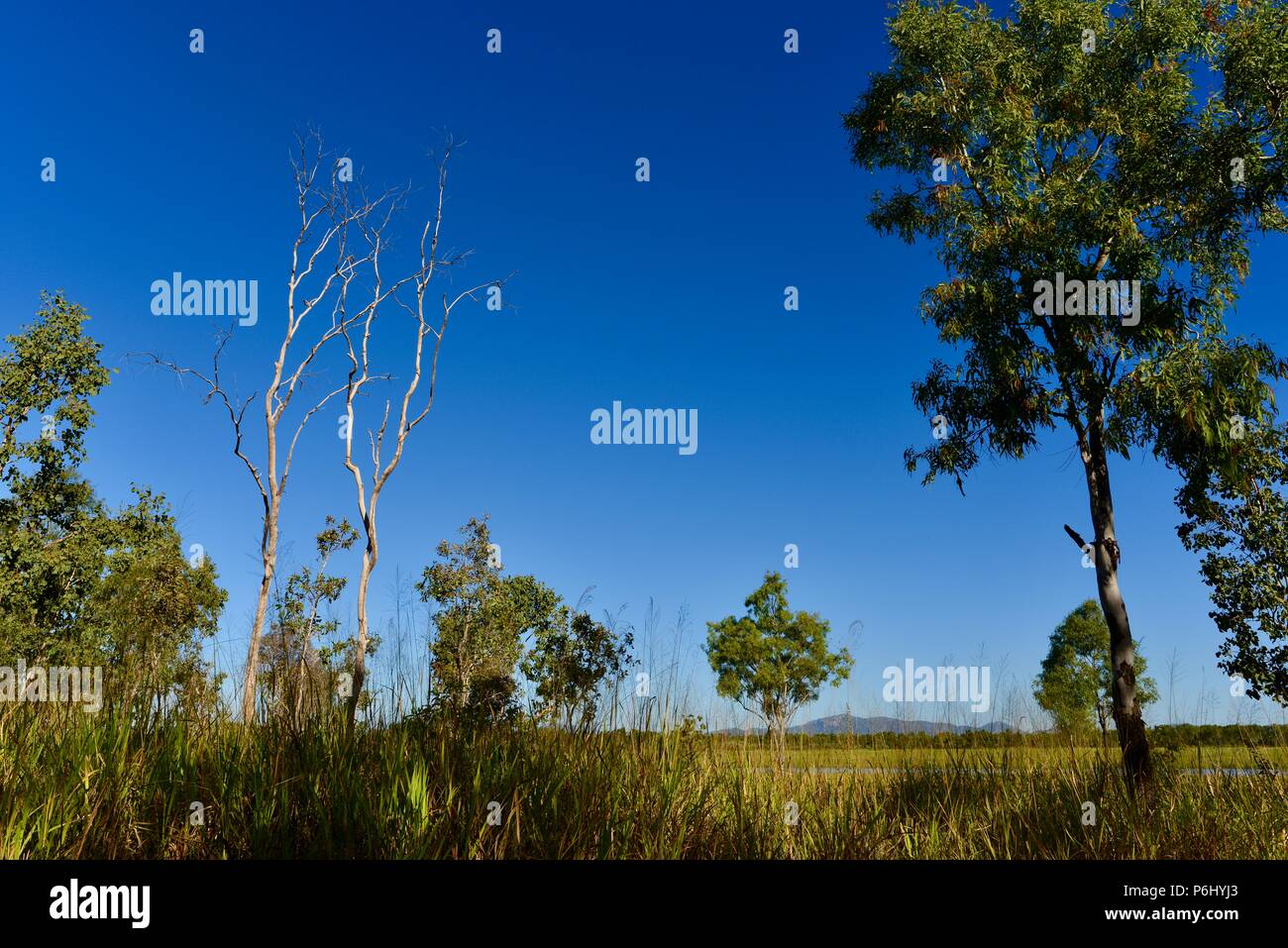 Dead tree in an Australian landscape scene, Many peaks hike to Mount ...