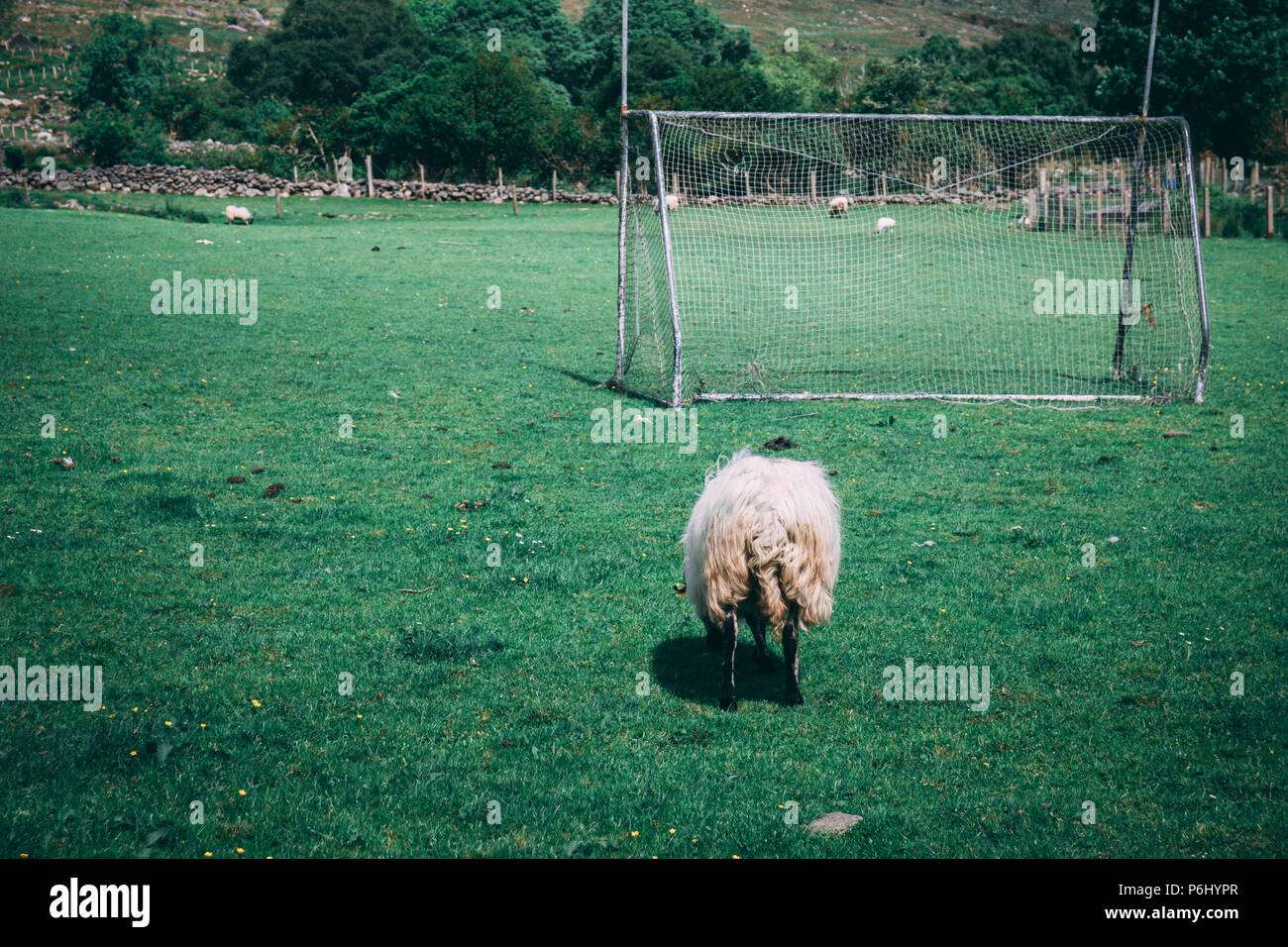 Sheep on the scenic fields of Black Valley in county Kerry, Ireland ...