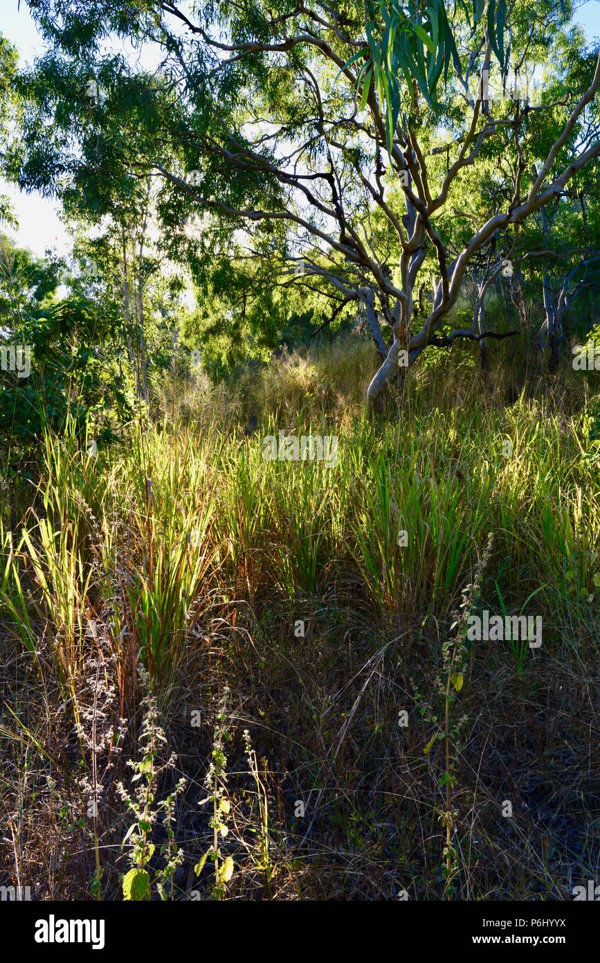Sun shining through trees and tall grass in an Australian bush scene ...