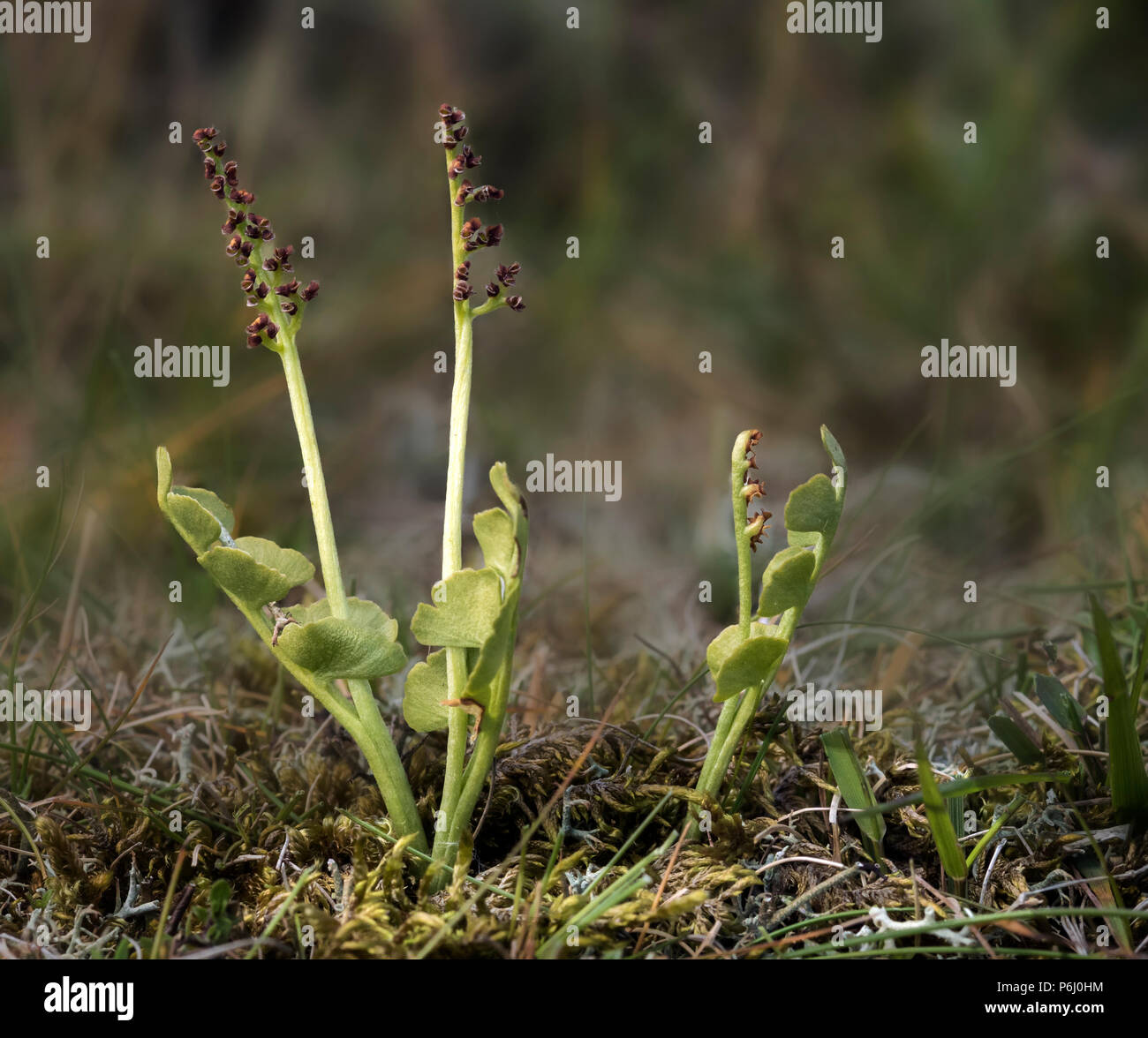 Moonwort (Botrychium lunaria), a small fern in the family ...