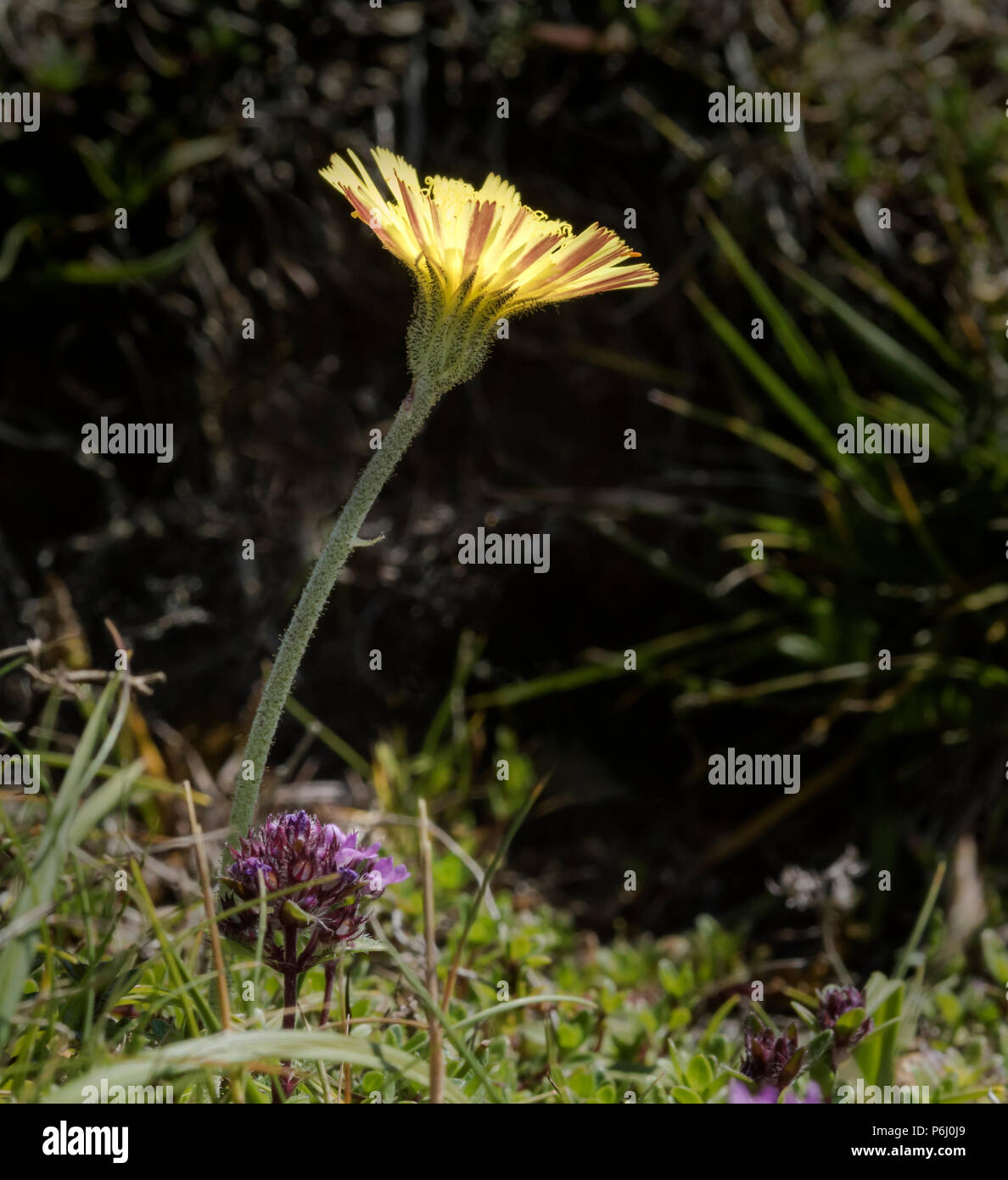 Mouse ear Hawkweed (Pilosella officianarum Stock Photo - Alamy