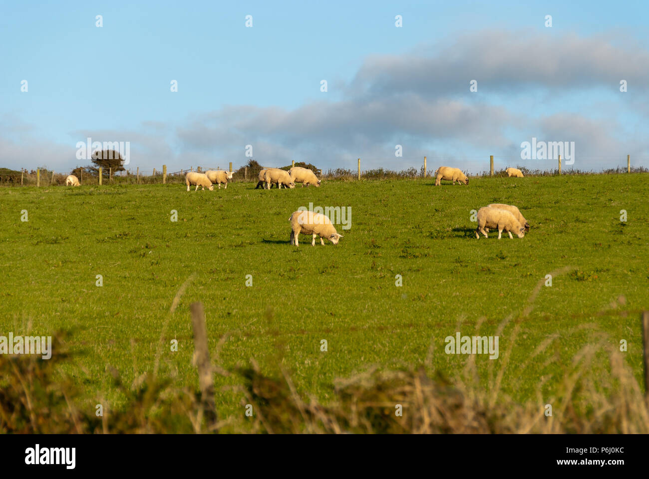 sheep and cows grazing on a meadow at Lands End in Cornwall in the ...