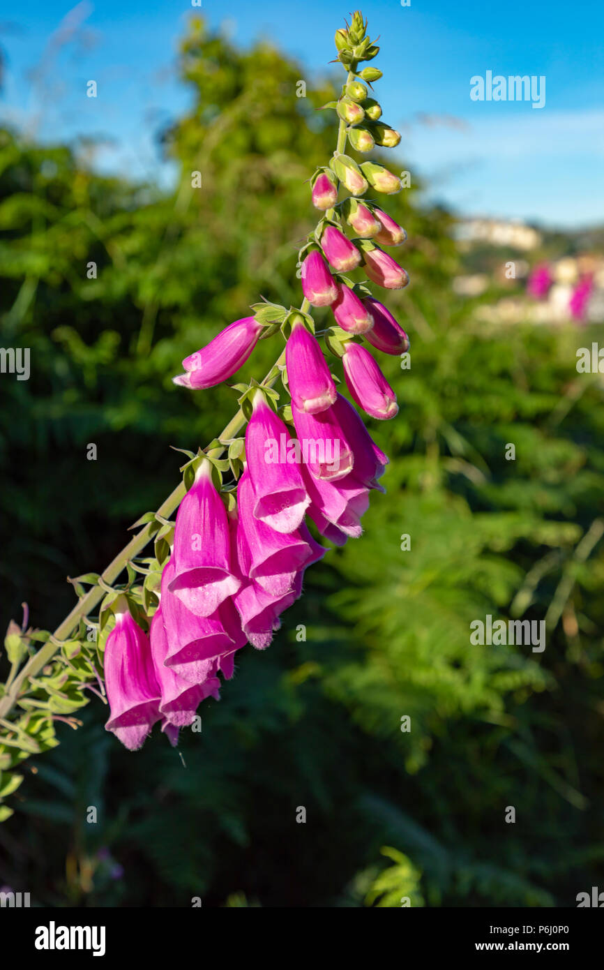 Ilfracombe Devon England June 27, 2018 Wild flowers on the south west ...