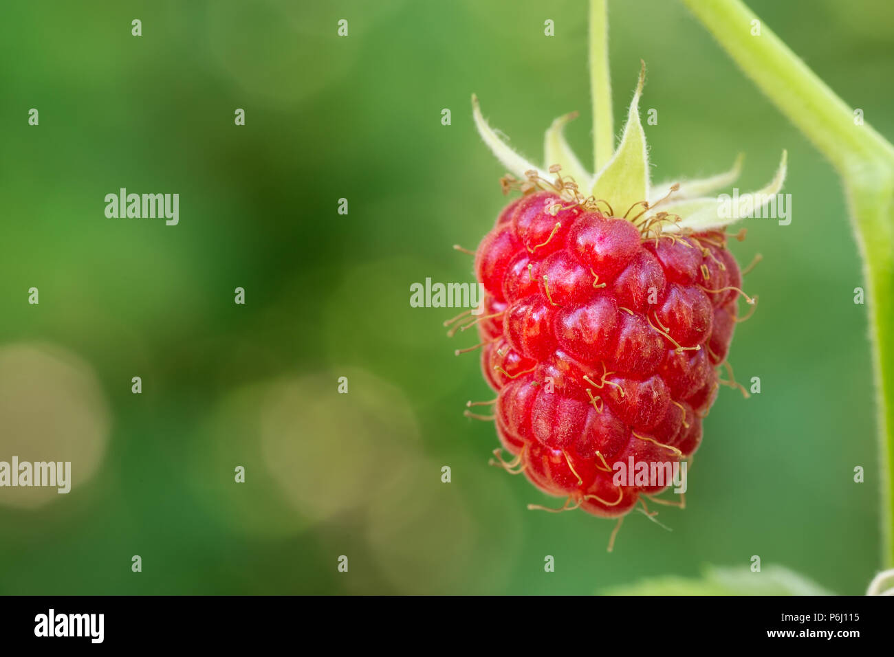 closeup ripe raspberry on the bush with green blurred garden as ...