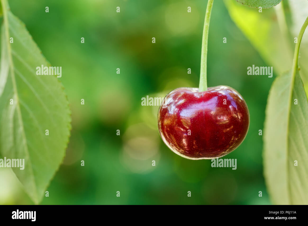 closeup one hanging ripe cherry on the tree with green blurred garden ...