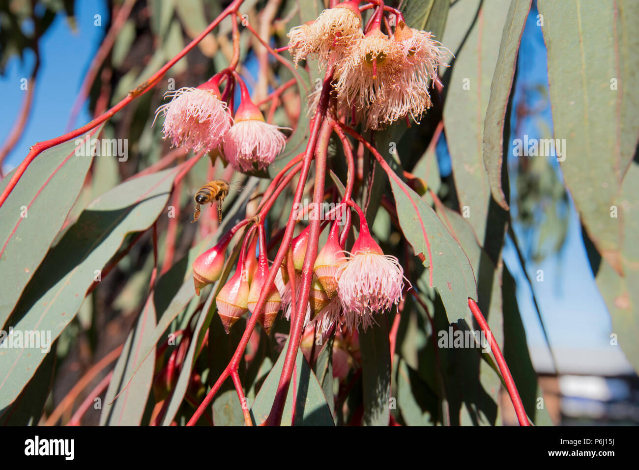 Eucalyptus Sideroxylon High Resolution Stock Photography and Images - Alamy