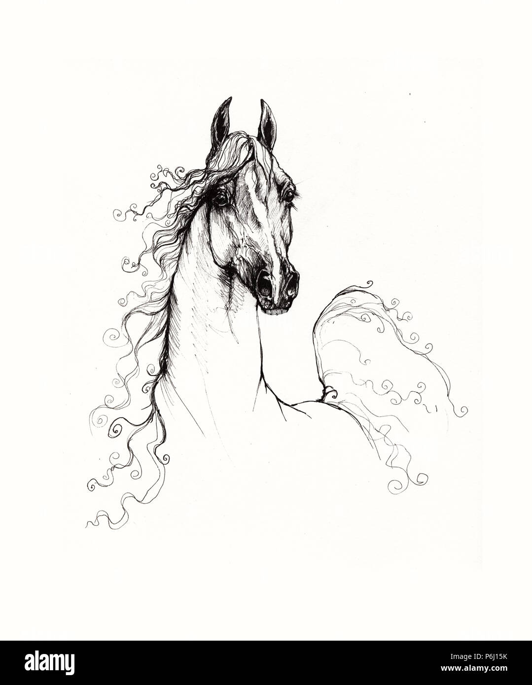 Arabian horse portrait drawing Stock Photo - Alamy