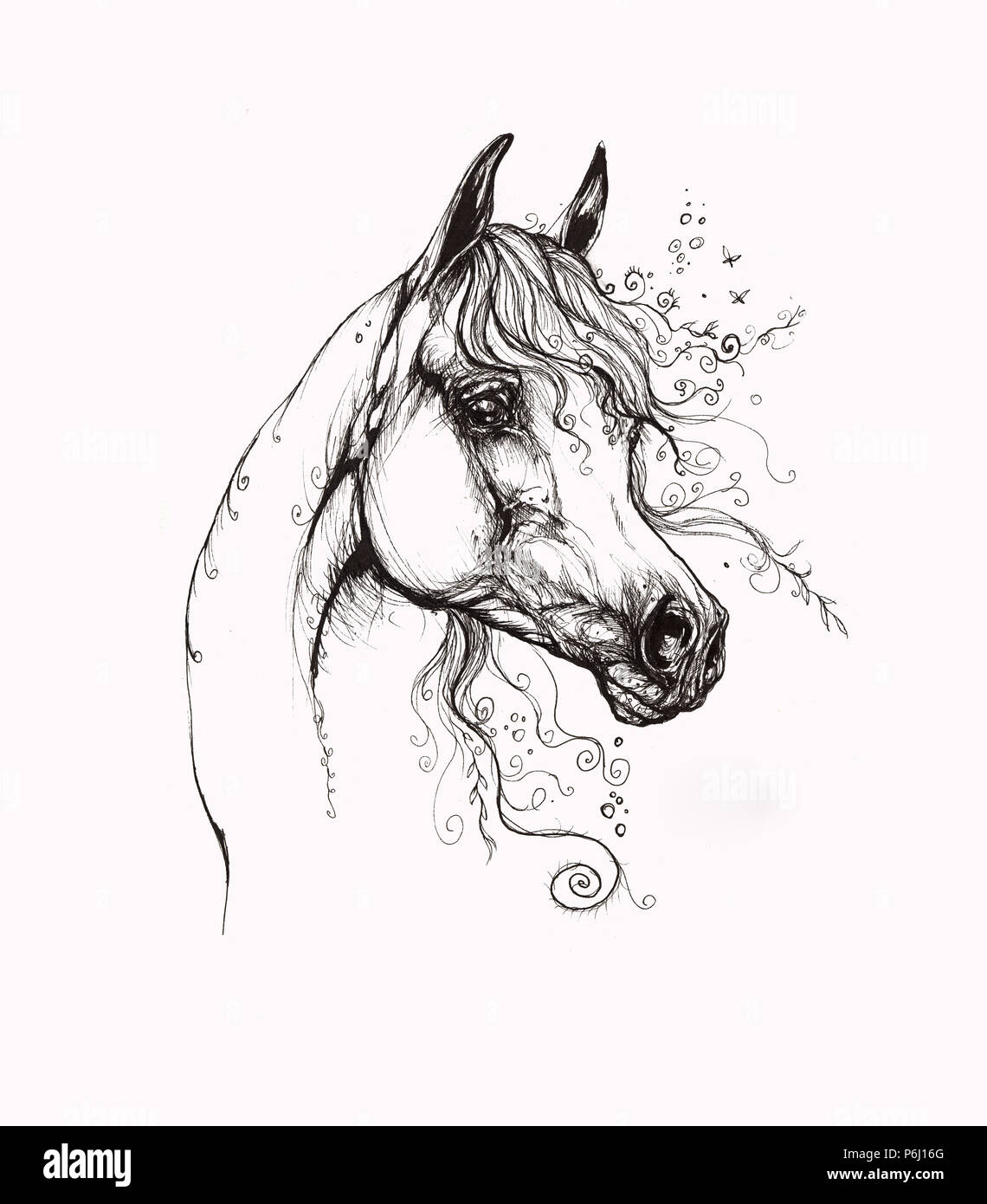 Arabian horse portrait drawing Stock Photo - Alamy