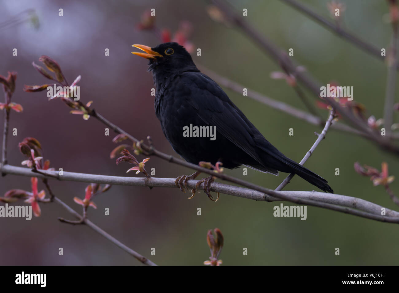 singing blackbird on branch of a tree Turdus merula Stock Photo - Alamy