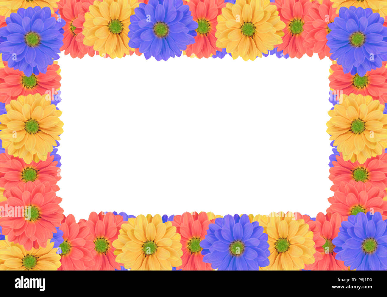 Beautiful blue, yellow and pink fresh daisy flower like picture frame ...