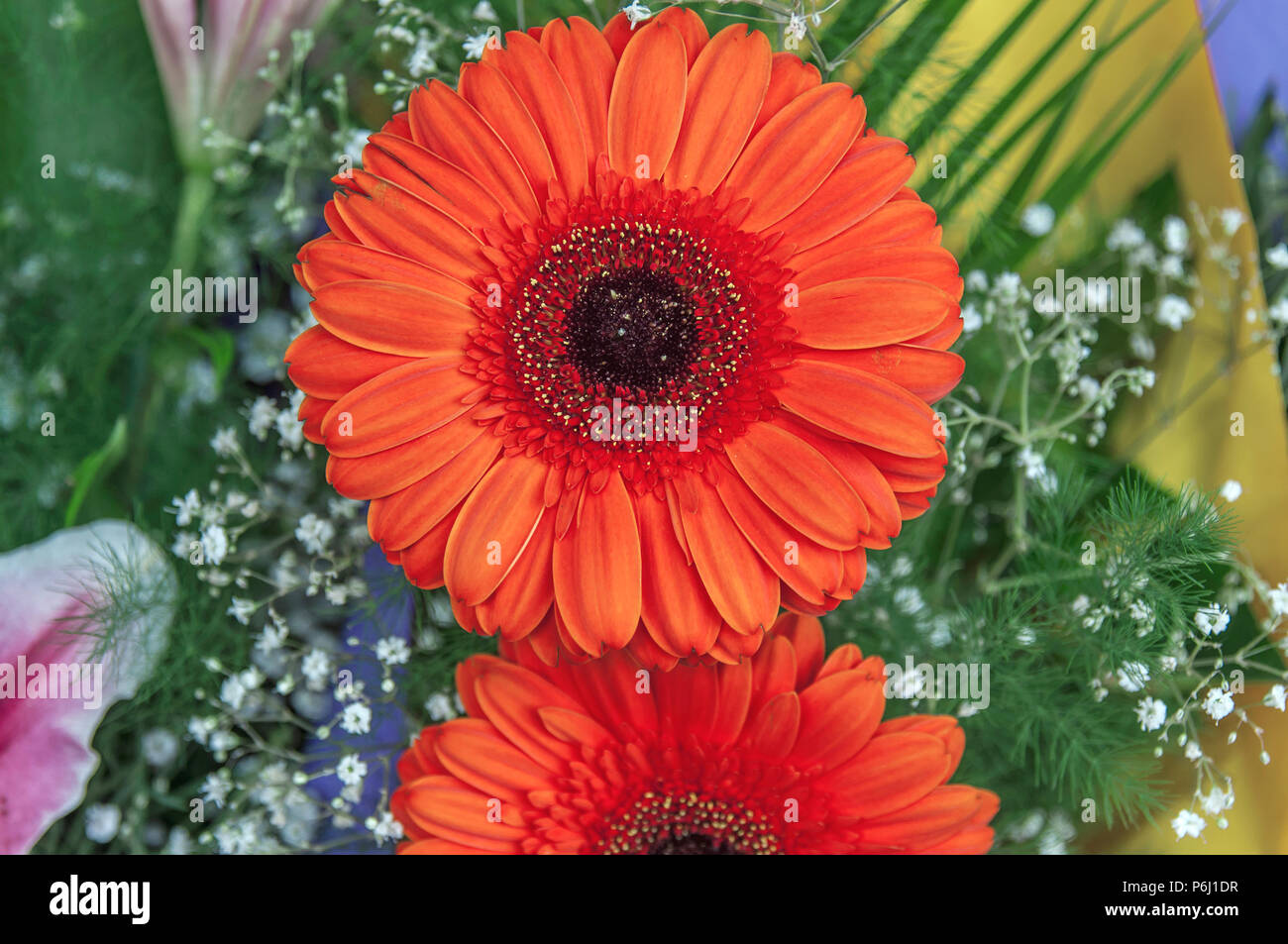 Beautiful red Gerbera flower blossom in the garden Stock Photo - Alamy