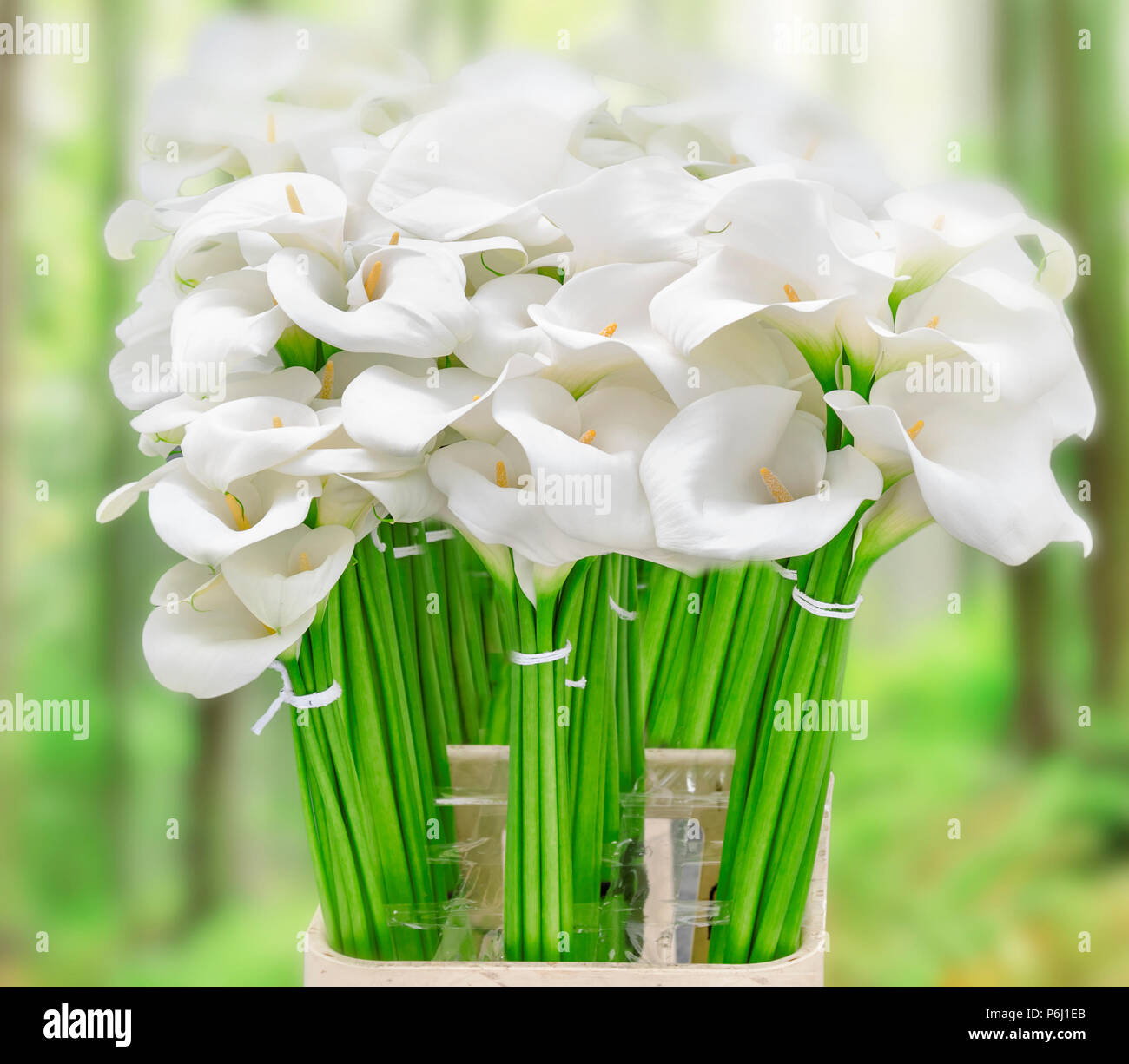 Calla lily on green background Stock Photo - Alamy
