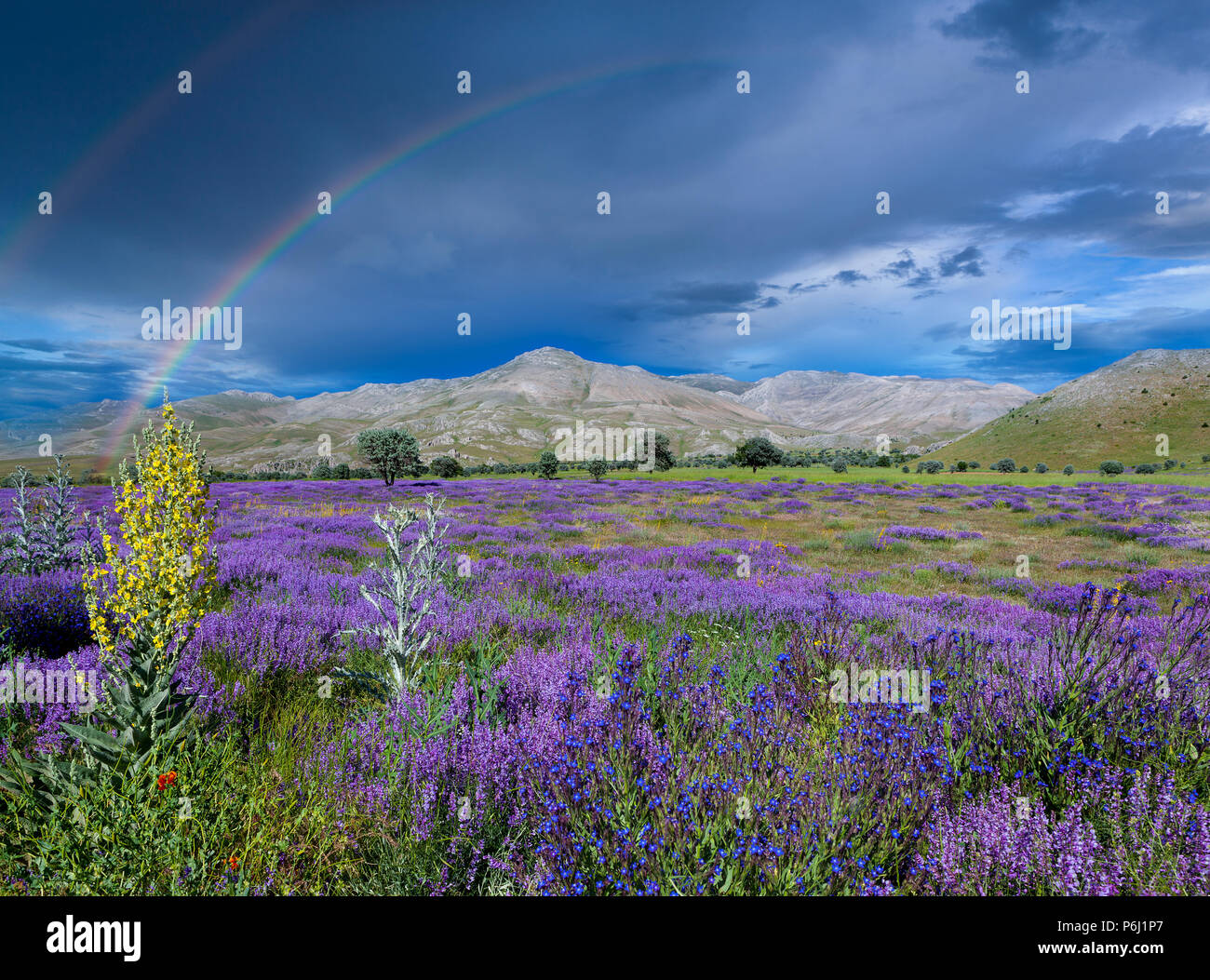 Mountain flower field hi-res stock photography and images - Alamy