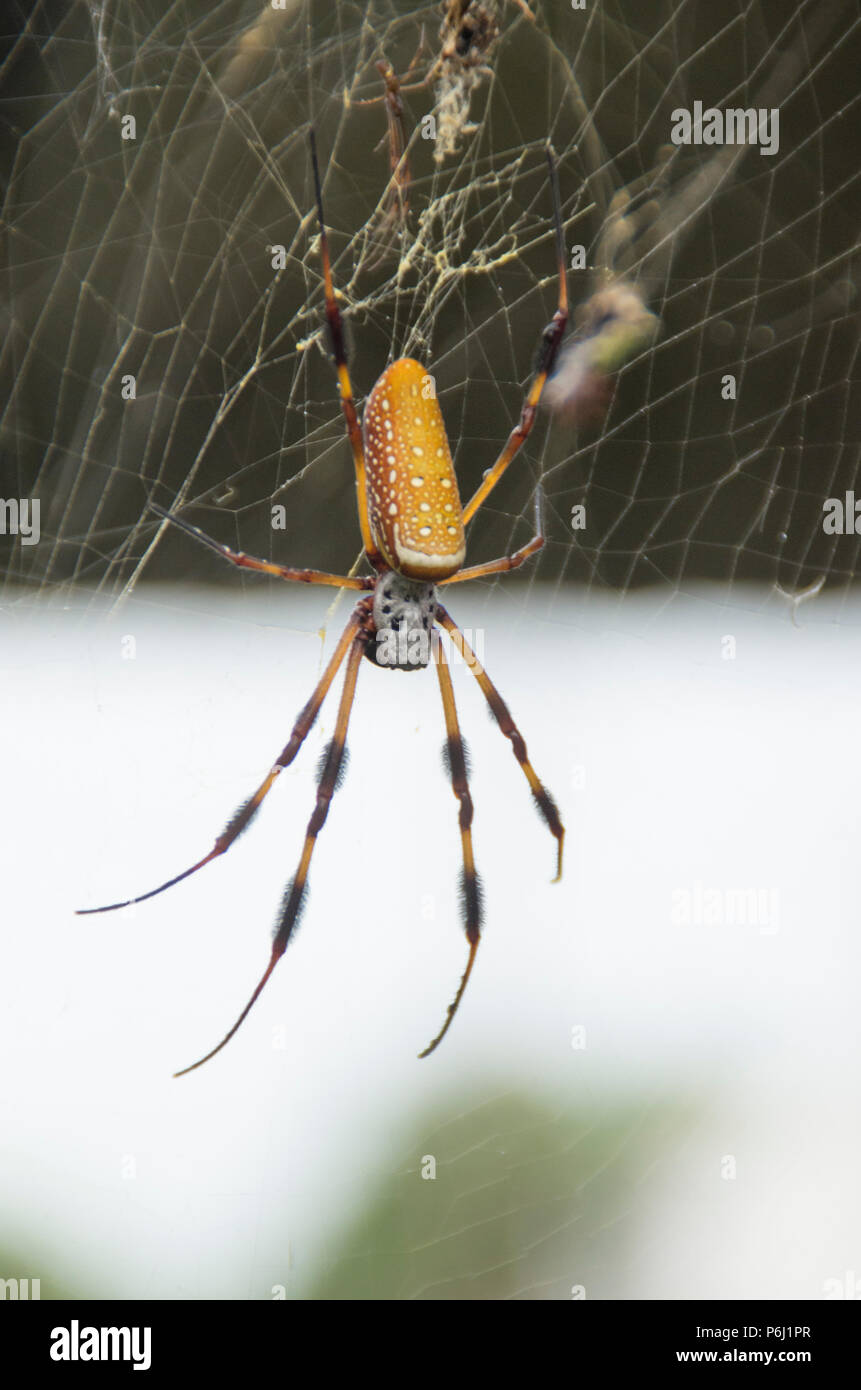 A Writing Spider gathers insects in its web for food outside a house in ...