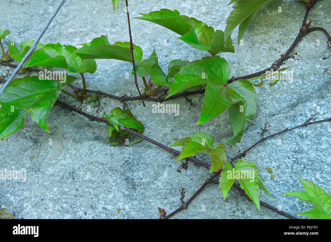 Ivy clinging to a wall at the Biltmore in Asheville North Carolina ...