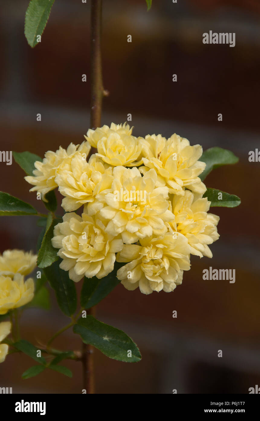 Lady banks rose hi-res stock photography and images - Alamy