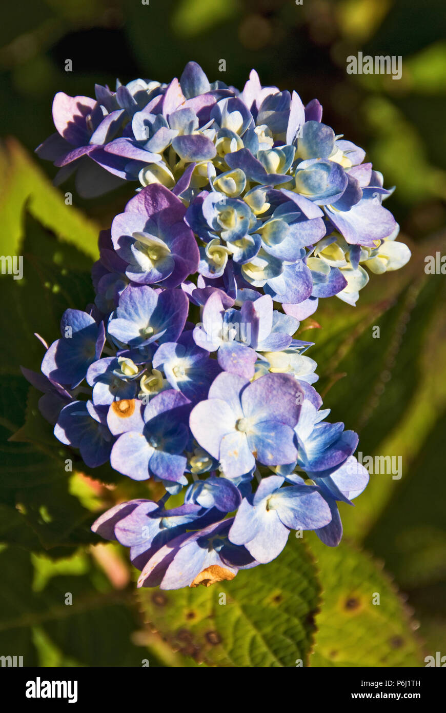 A late season Hydrangea blooms after Hurricane Irene Stock Photo - Alamy