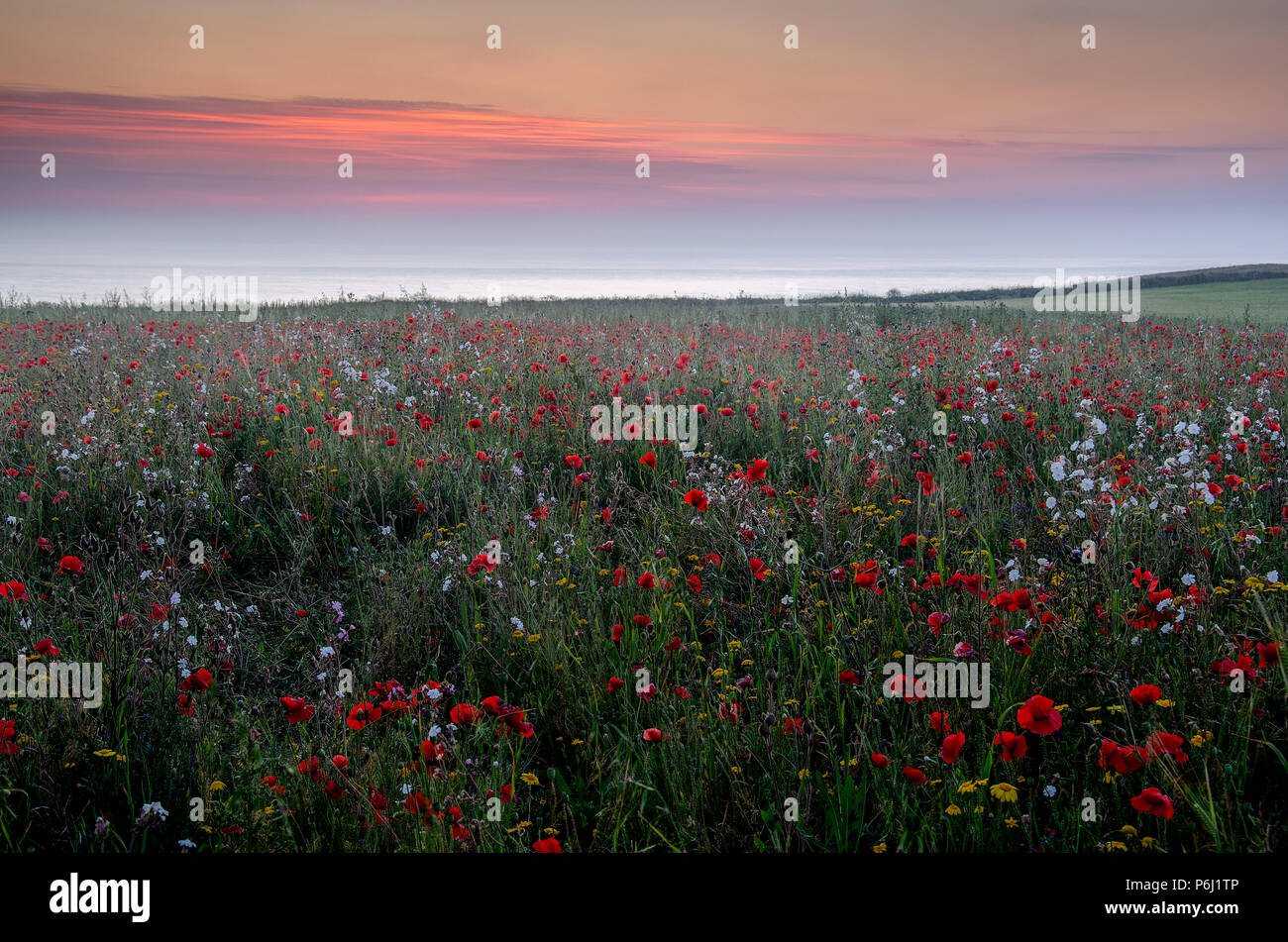 Sunset over field of poppies and wildflowers Stock Photo - Alamy