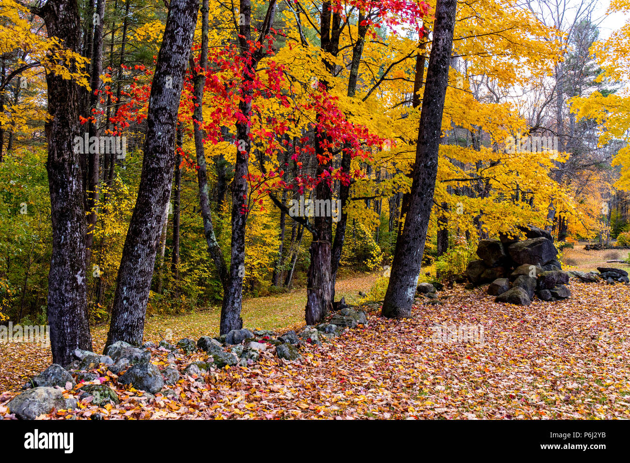 Fall colors dark trees Stock Photo - Alamy