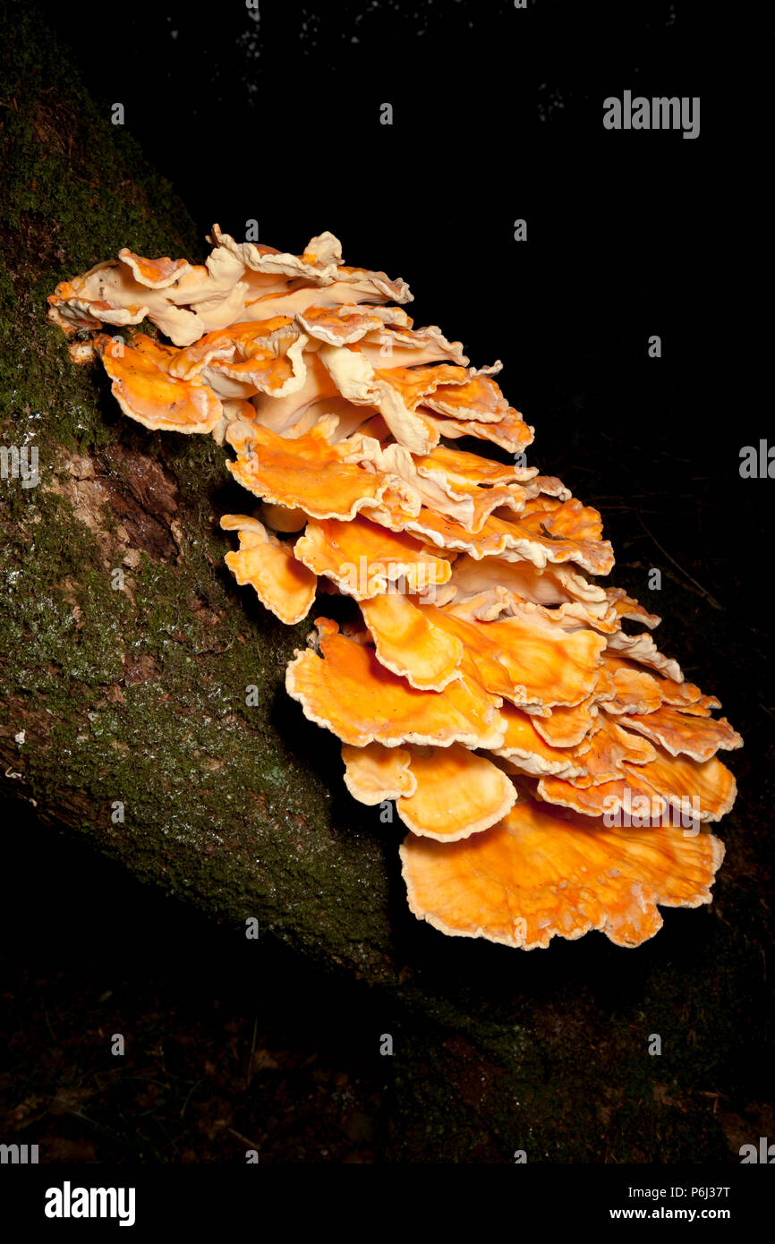 Chicken of the woods fungi, Laetiporus sulphureus, sometimes called ...