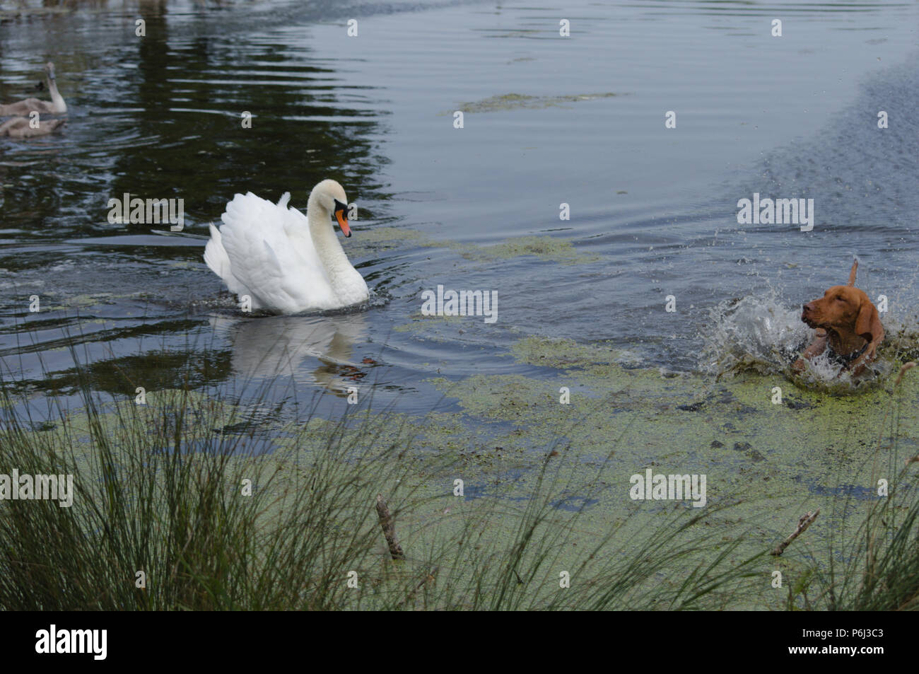 Dog vs Swan, the swan won Stock Photo - Alamy