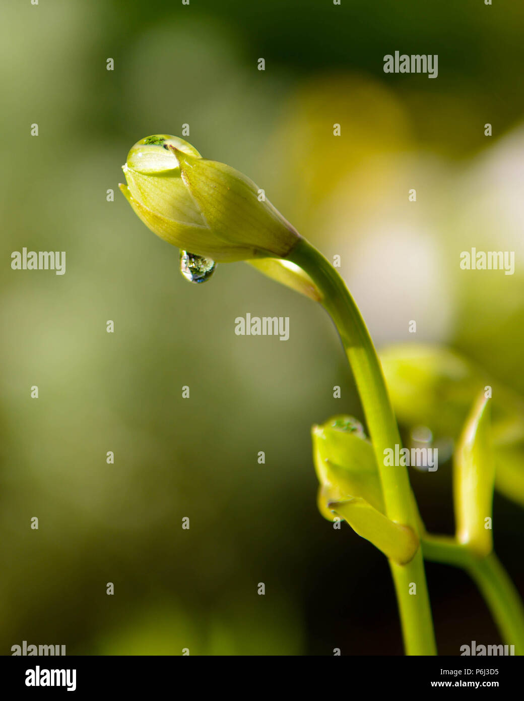 Flower after rain storm hi-res stock photography and images - Alamy
