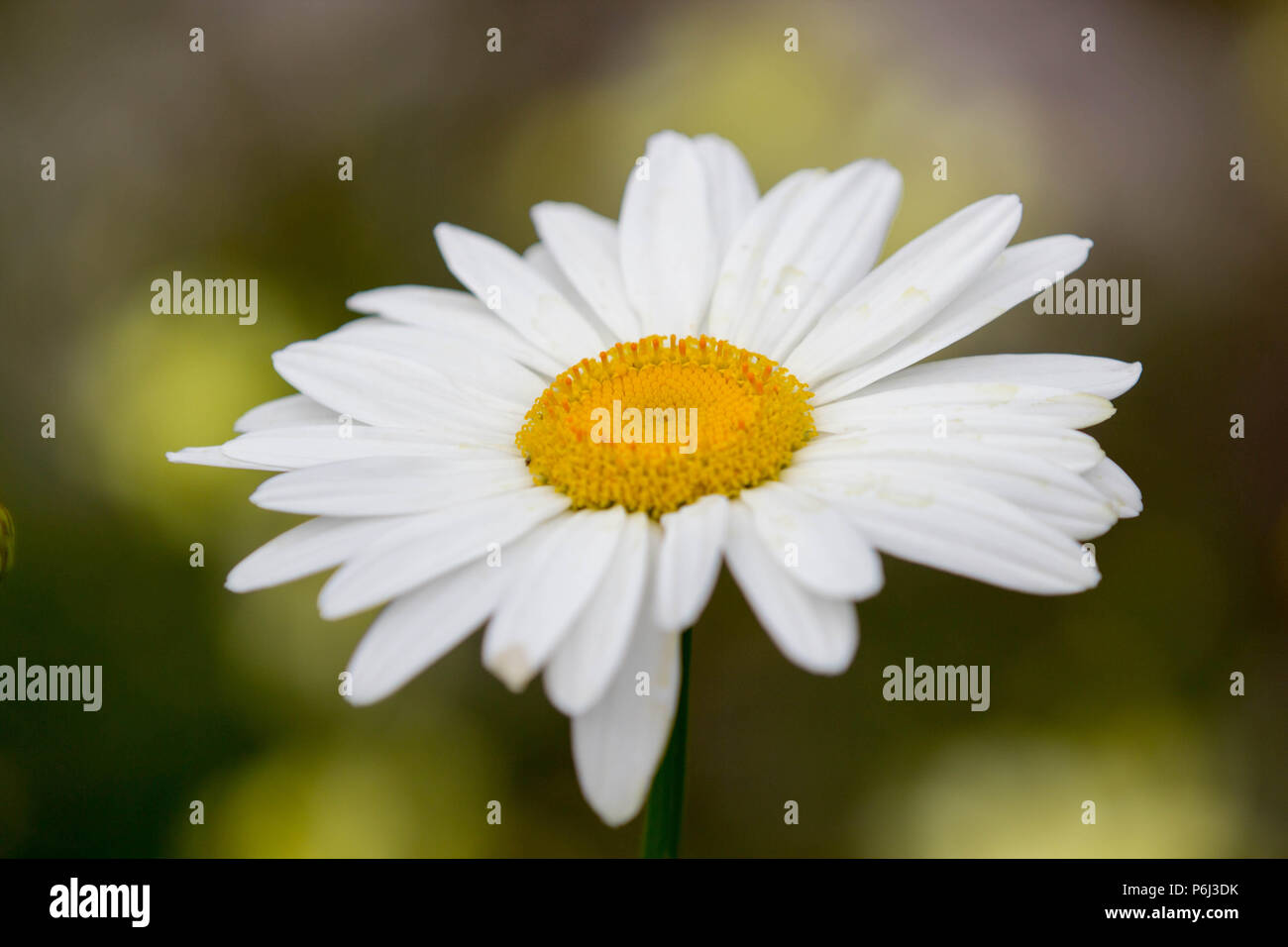 macro daisy blurred green background Stock Photo - Alamy