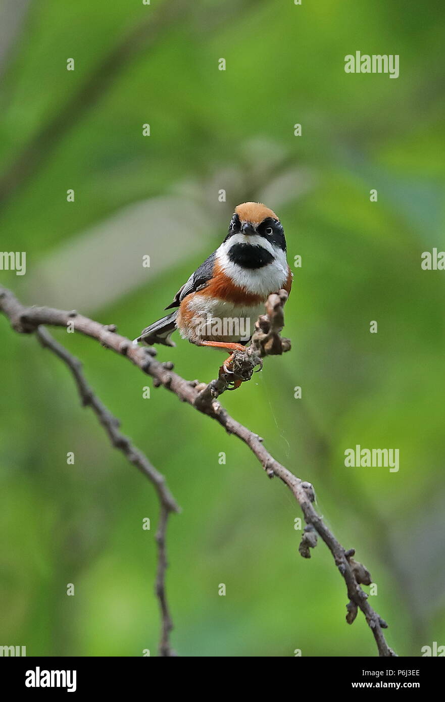 Black Throated Bushtit Aegithalos Concinnus Concinnus Adult Perched