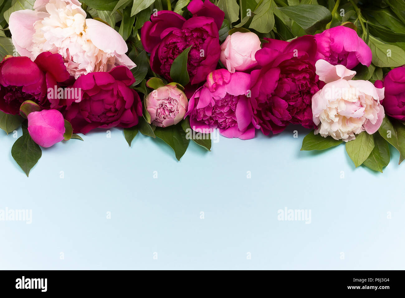 Peony flowers isolated on blue paper background Stock Photo - Alamy