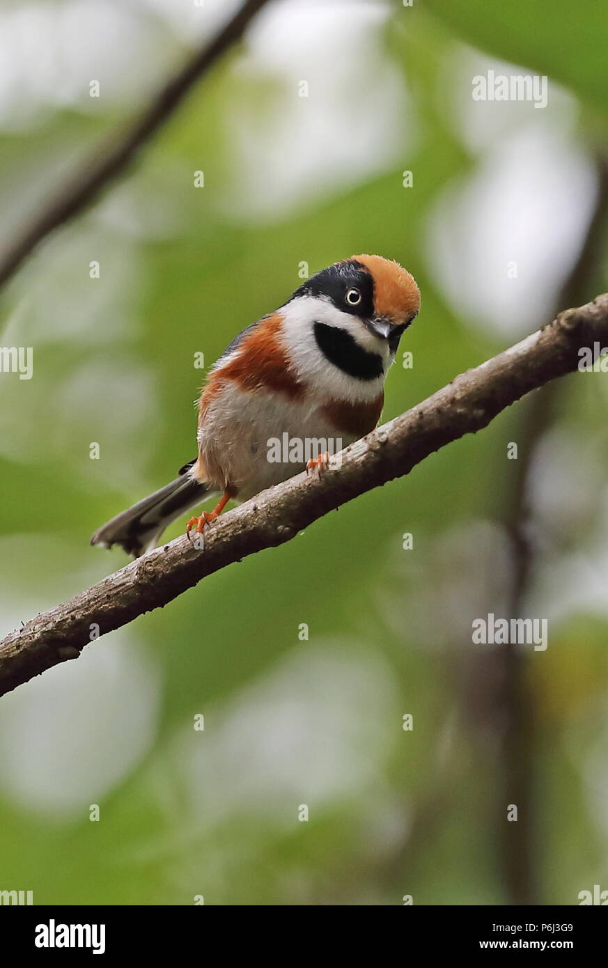 Black Throated Bushtit Aegithalos Concinnus Concinnus Adult Perched