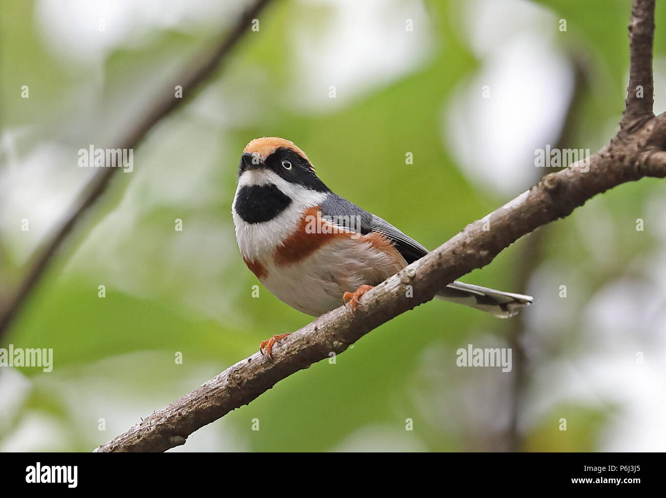 Black Throated Bushtit Aegithalos Concinnus Concinnus Adult Perched