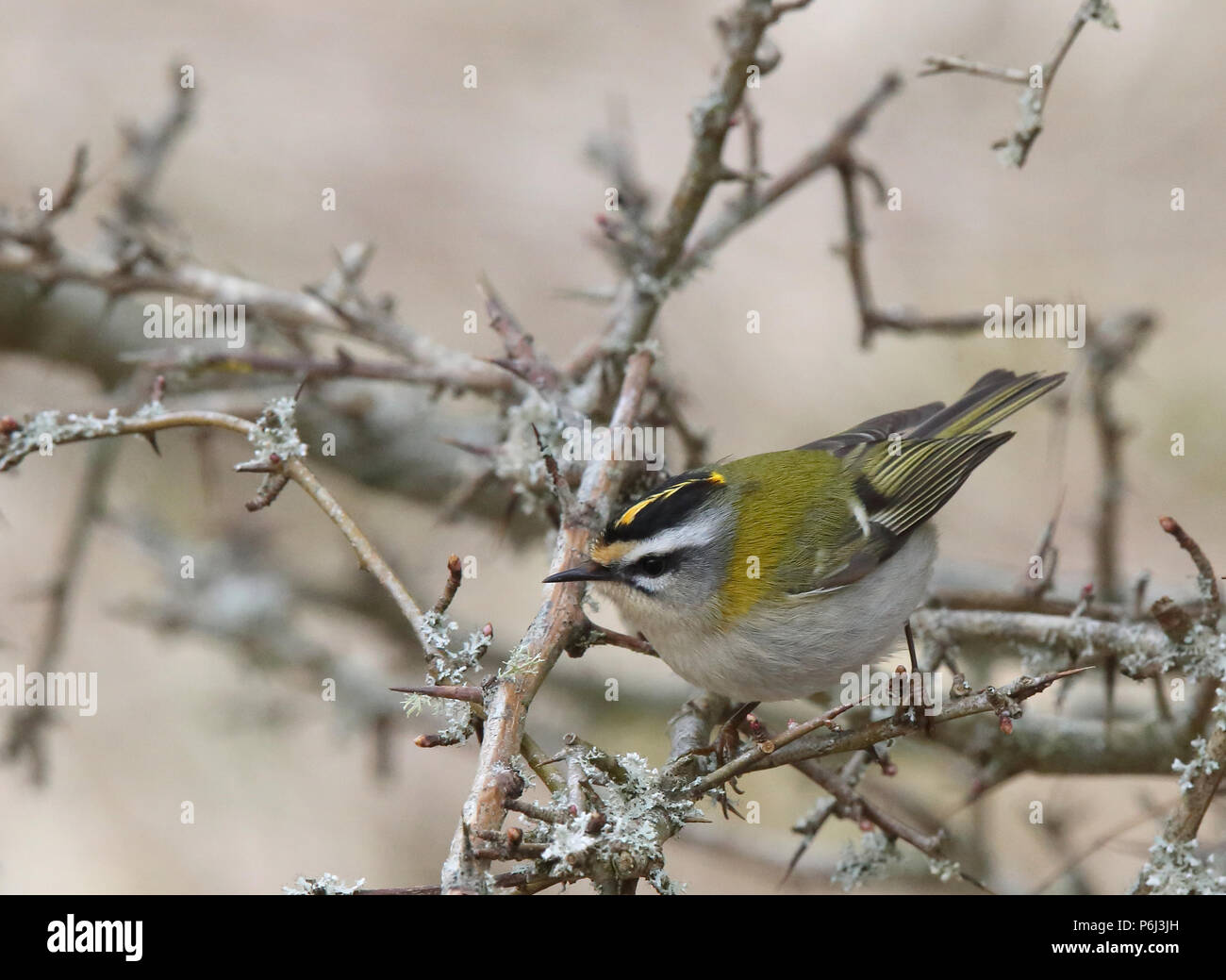 Common Firecrest, Regulus ignicapilla Stock Photo - Alamy