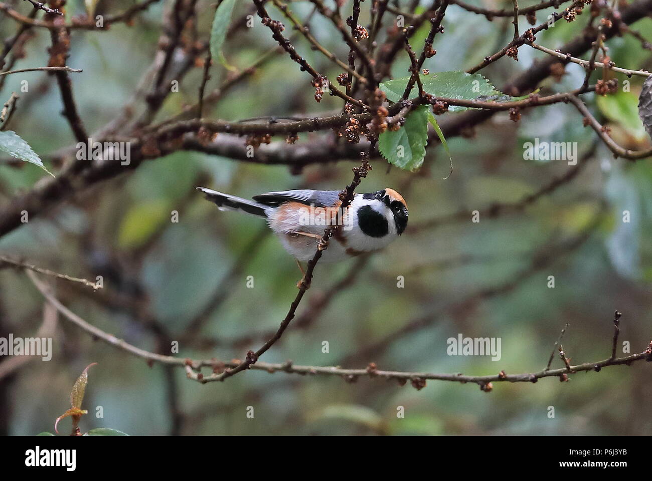 Black-throated Bushtit (Aegithalos concinnus concinnus) adult perched ...