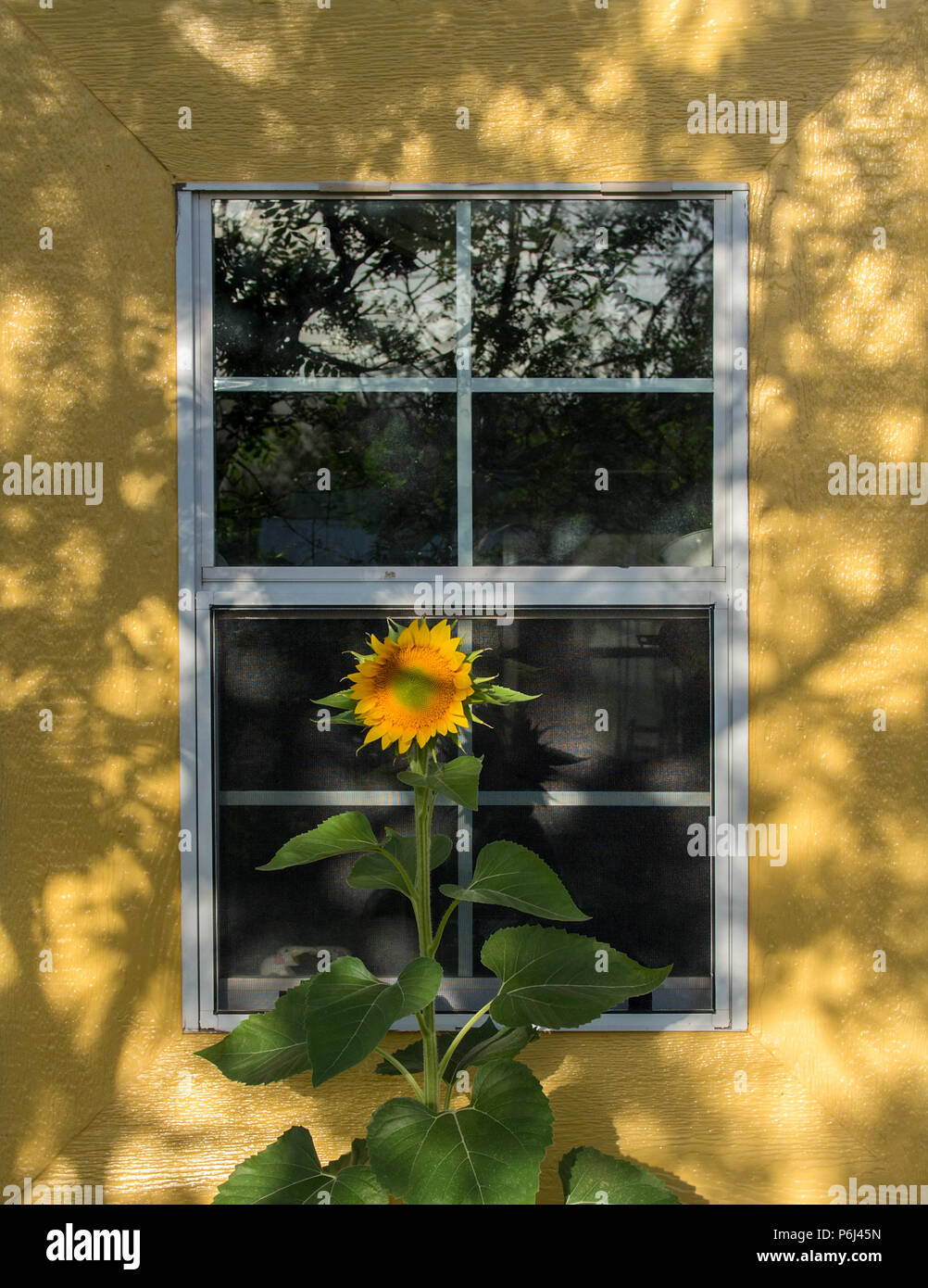 Sunflower in early morning Stock Photo - Alamy