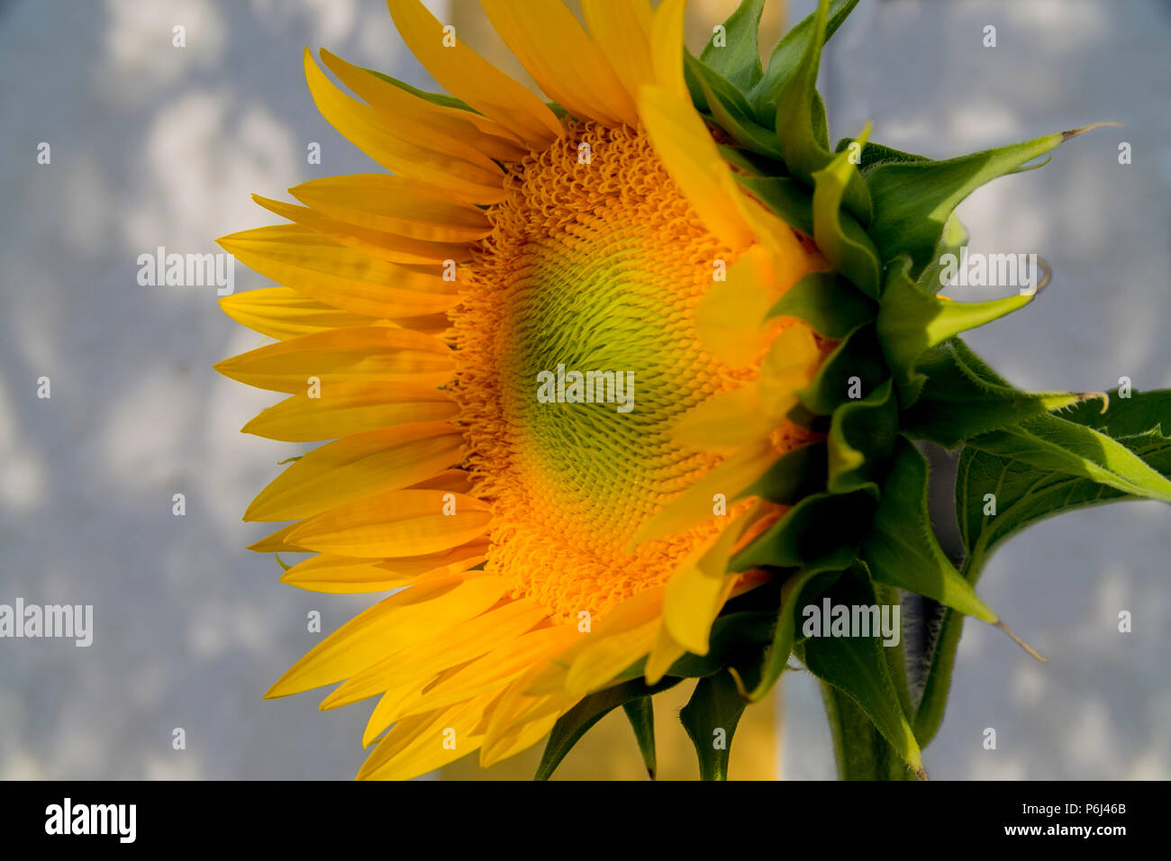 Sunflower in early morning Stock Photo - Alamy