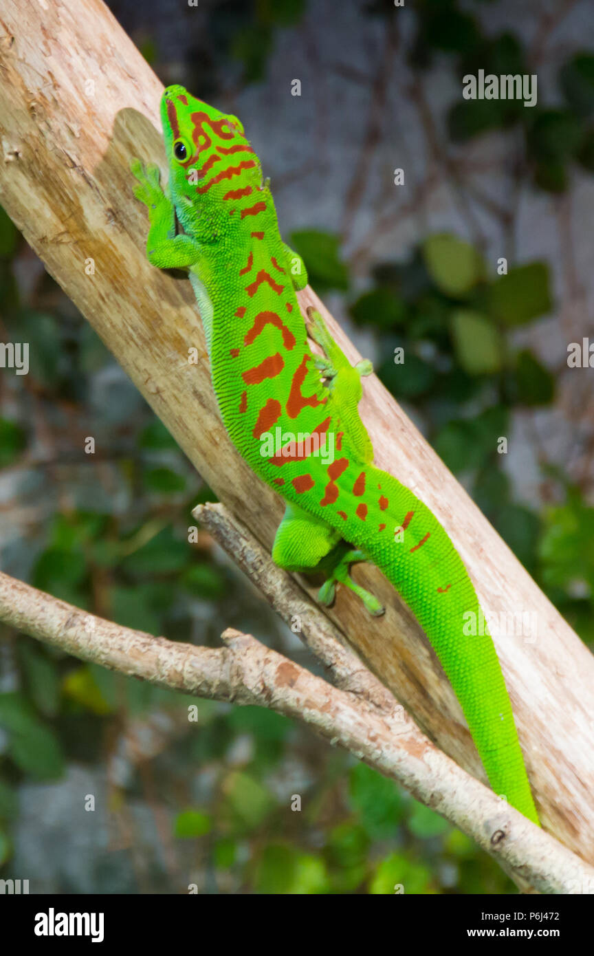 Green gecko with red spots hi-res stock photography and images - Alamy