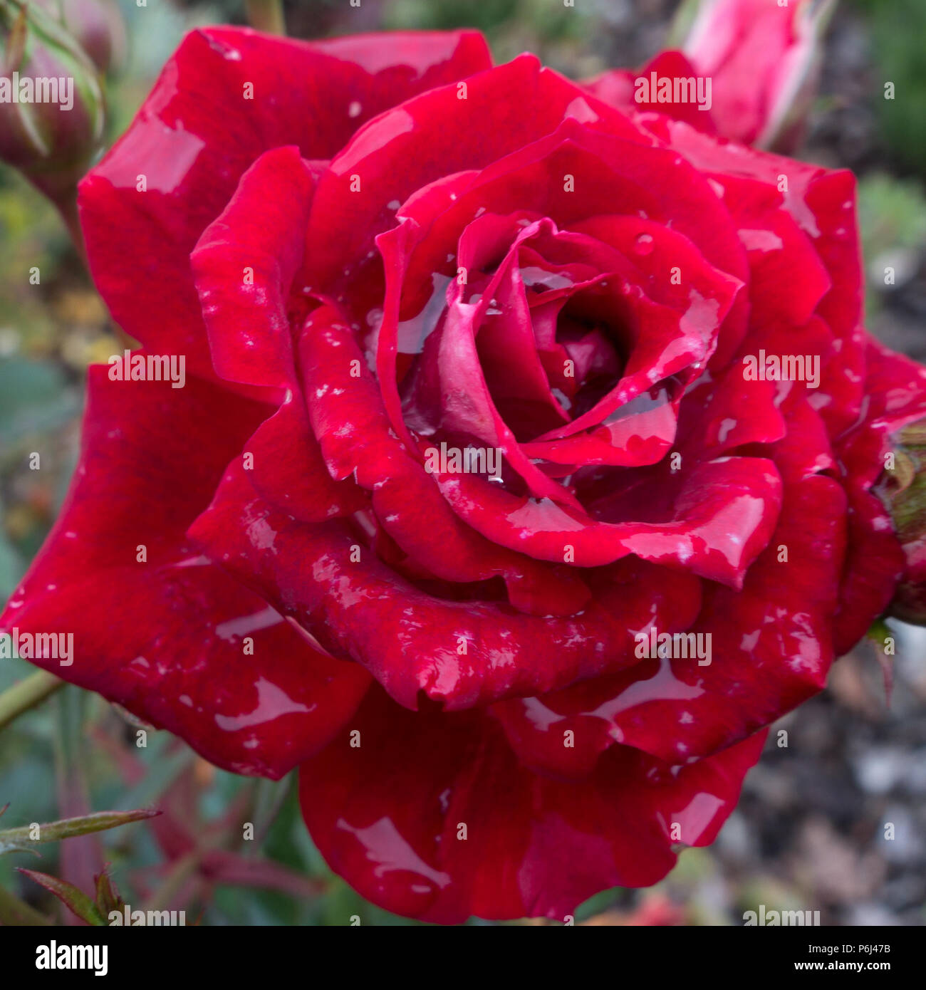 Flowering red rose Stock Photo - Alamy
