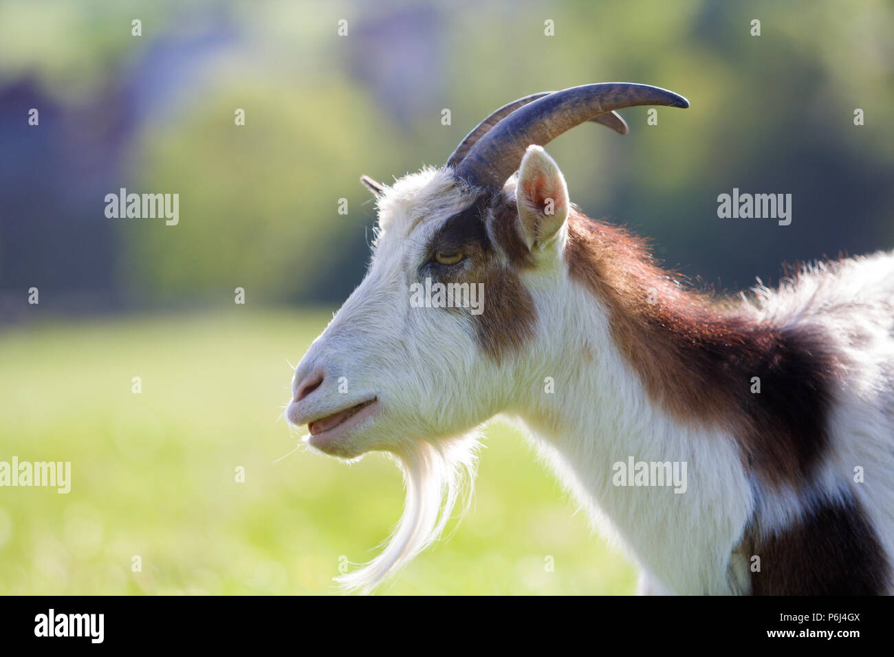 Close-up portrait of white and brown spotty domestic shaggy goat with ...