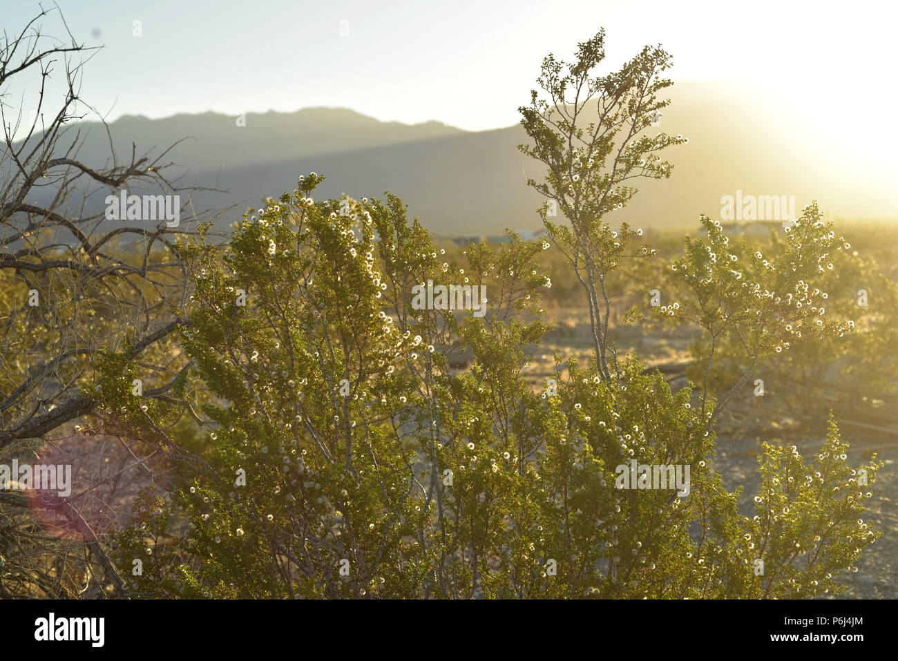 Mojave desert valley landscape Pahrump, Nevada, USA Stock Photo - Alamy