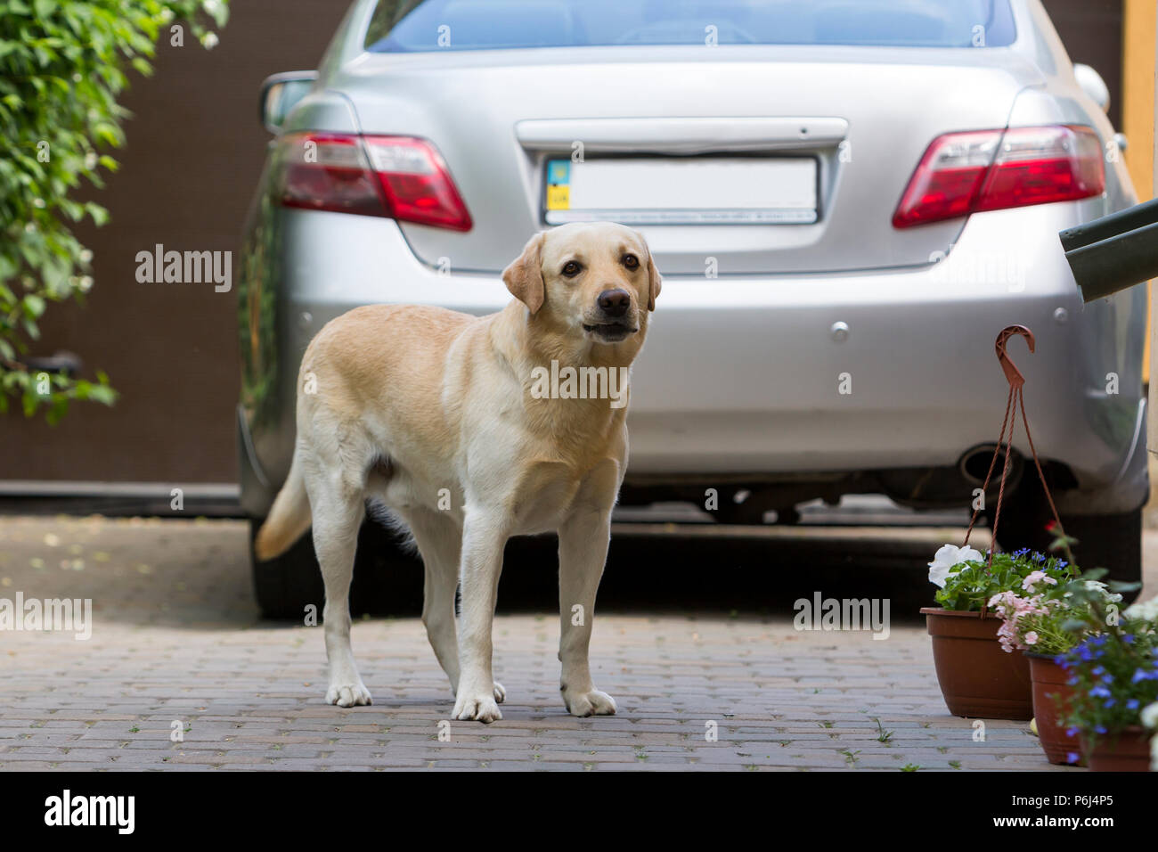 Silver labrador retriever hi-res stock photography and images - Alamy