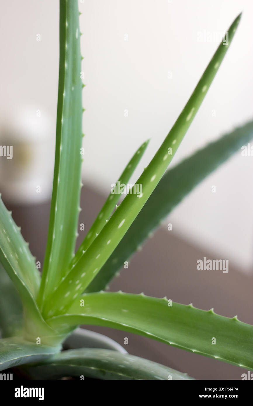 A closeup image of an aloe vera plant Stock Photo - Alamy